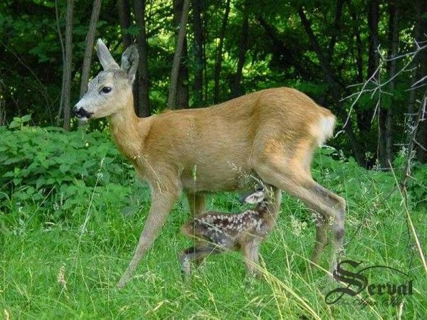 Papci u divljači | AgroPortal.hr