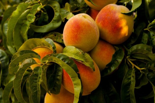 Sve o breskvama i nektarinama | AgroPortal.hr