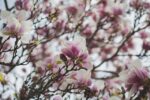 Sve o uzgoju magnolija | AgroPortal.hr