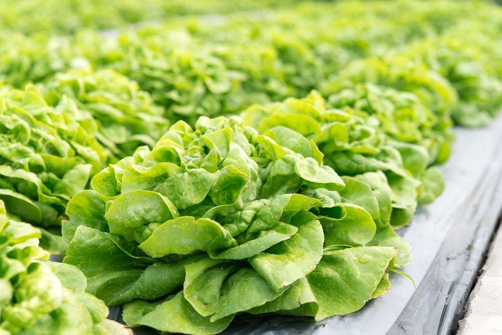 Najpoznatiji kultivari salate | AgroPortal.hr