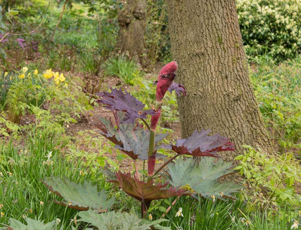 Rabarbara čisti jetru i obnavlja organizam | AgroPortal.hr